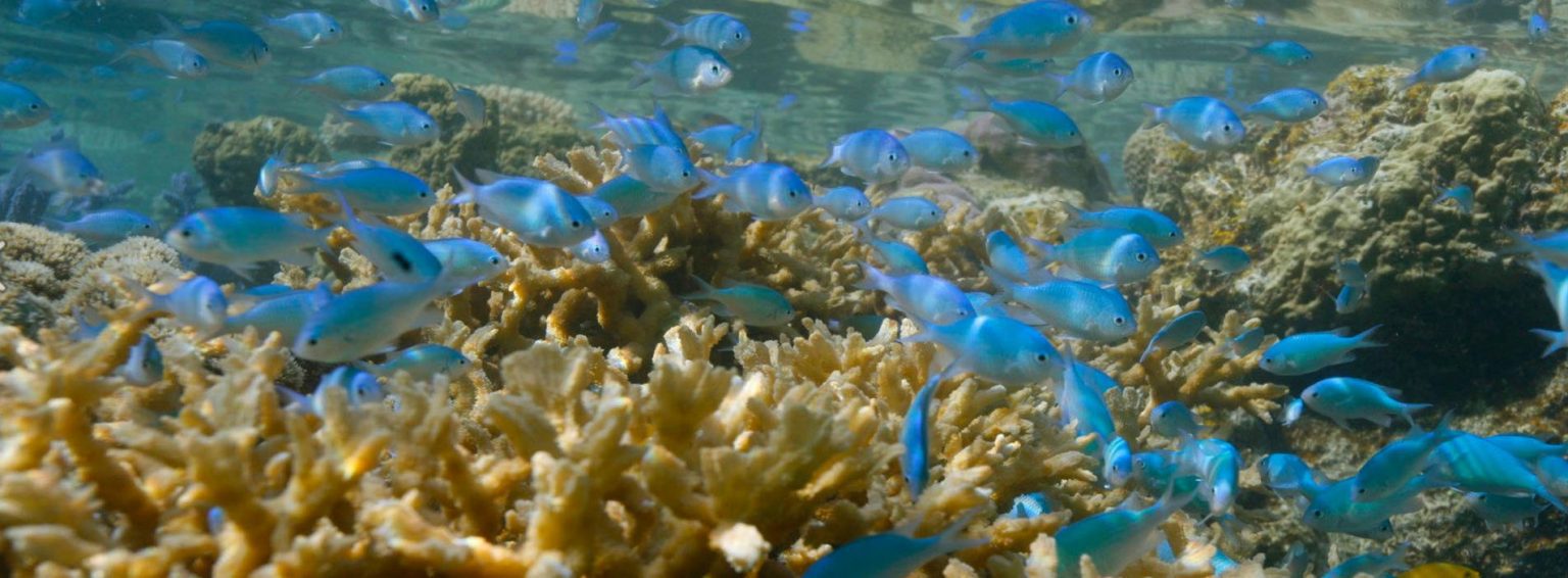 ROWLEY SHOALS TOURS | Fish, Dive & Snorkel the Rowley Shoals