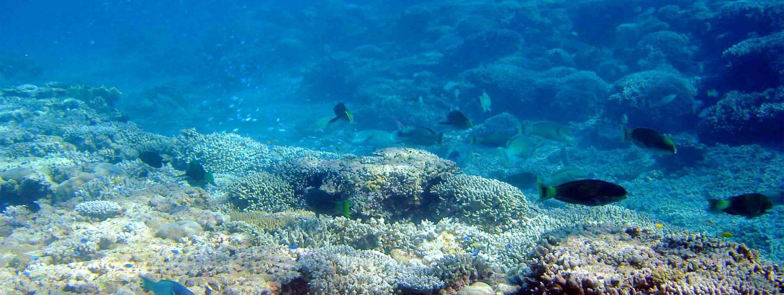 ROWLEY SHOALS TOURS | Fish, Dive & Snorkel the Rowley Shoals